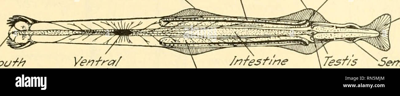 Chaetognatha hi-res stock photography and images - Alamy