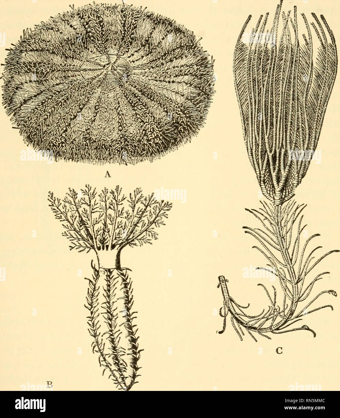 Sea urchin nervous system hi-res stock photography and images - Alamy