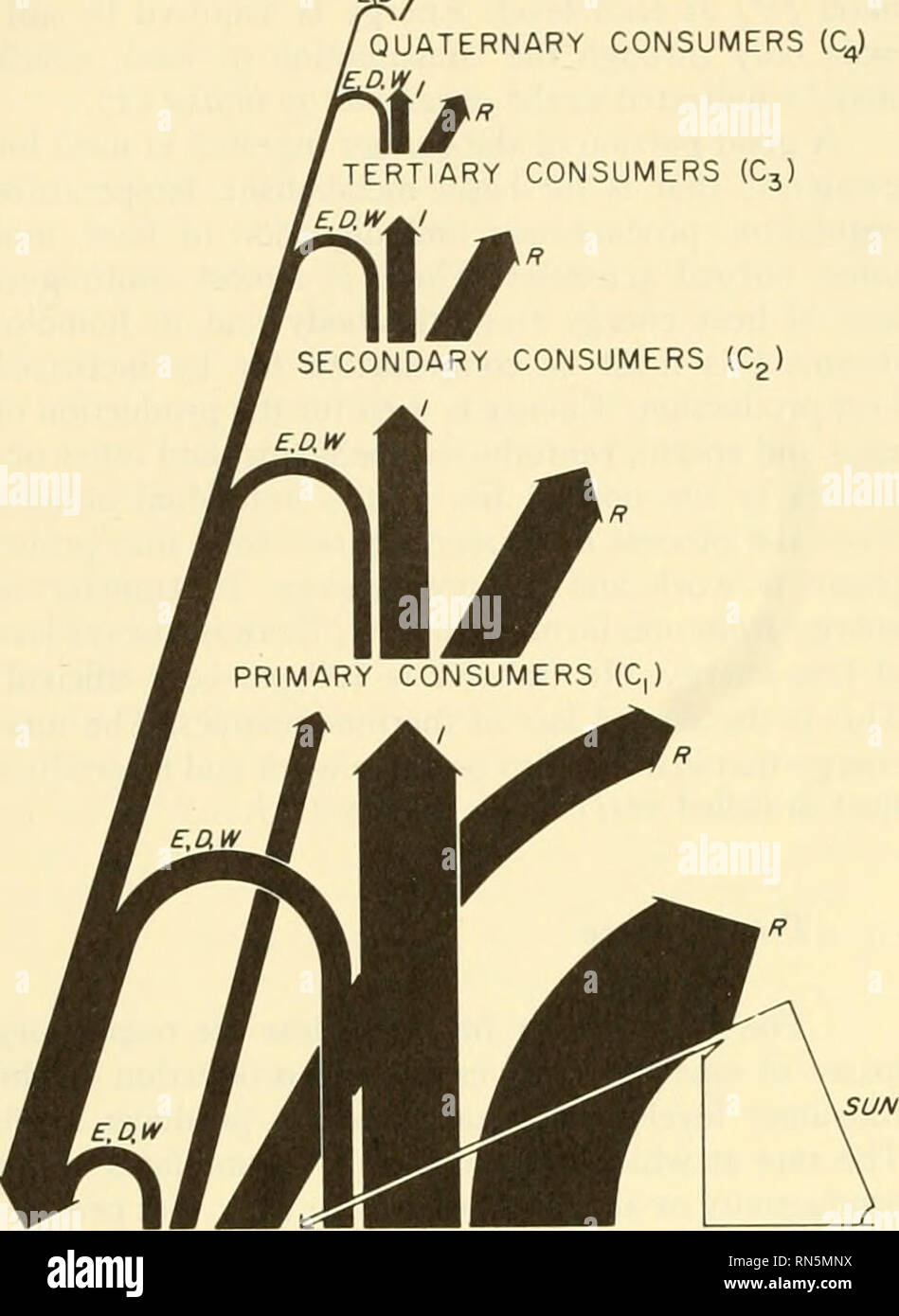Quaternary Consumers