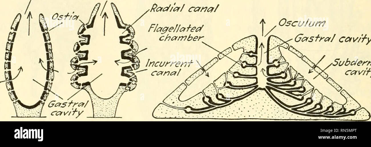 Subdermal hi-res stock photography and images - Alamy