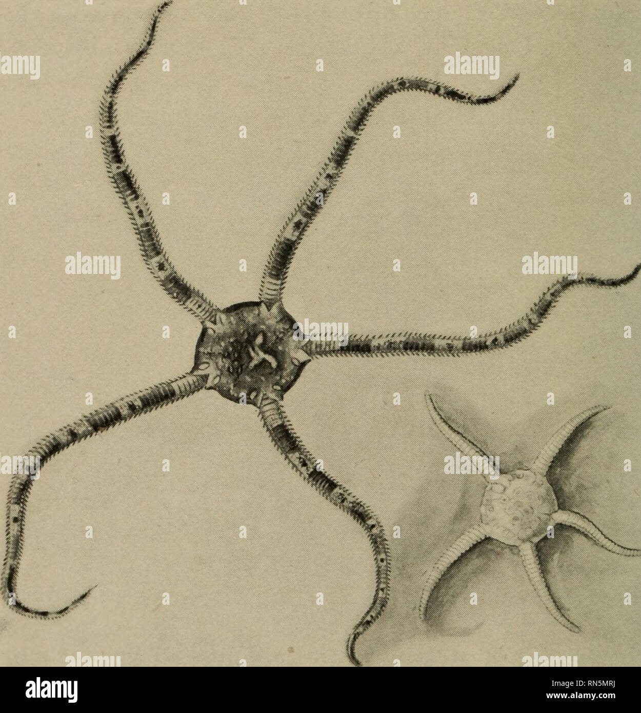 Starfish Skeleton Zoology High Resolution Stock Photography and Images ...
