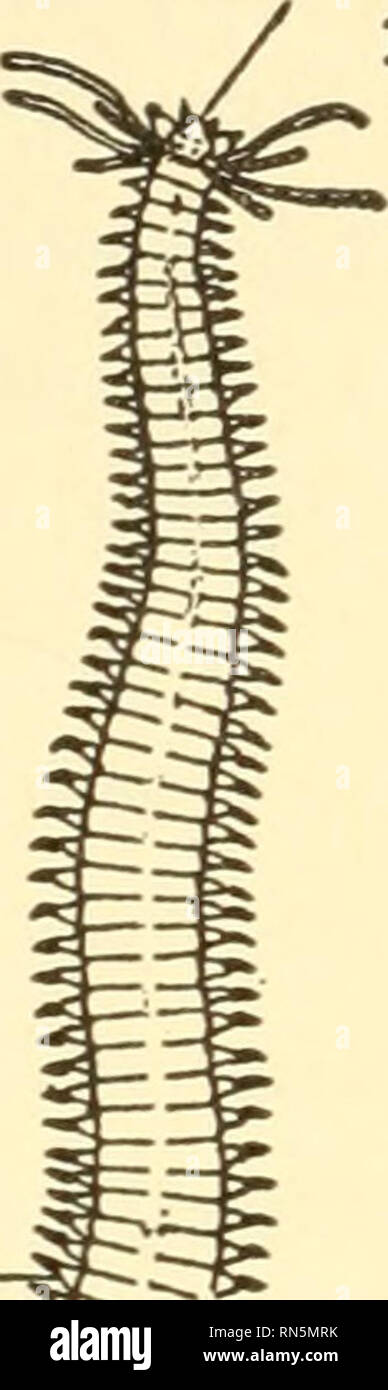 Segmented body parts hi-res stock photography and images - Alamy