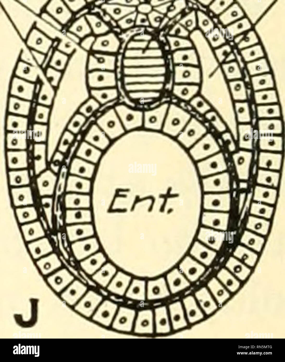 . Animal biology. Zoology; Biology. Fig. 51.—Stages in the development ...
