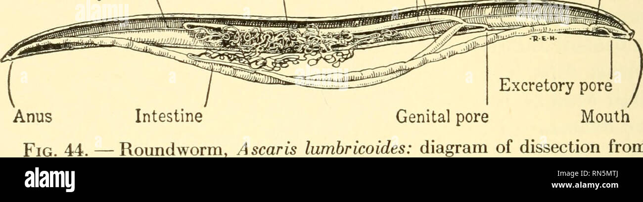 Ascaris Roundworm Dissection