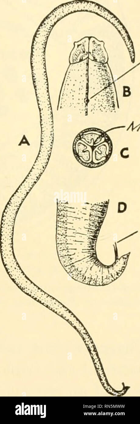 Threadworms hi-res stock photography and images - Alamy