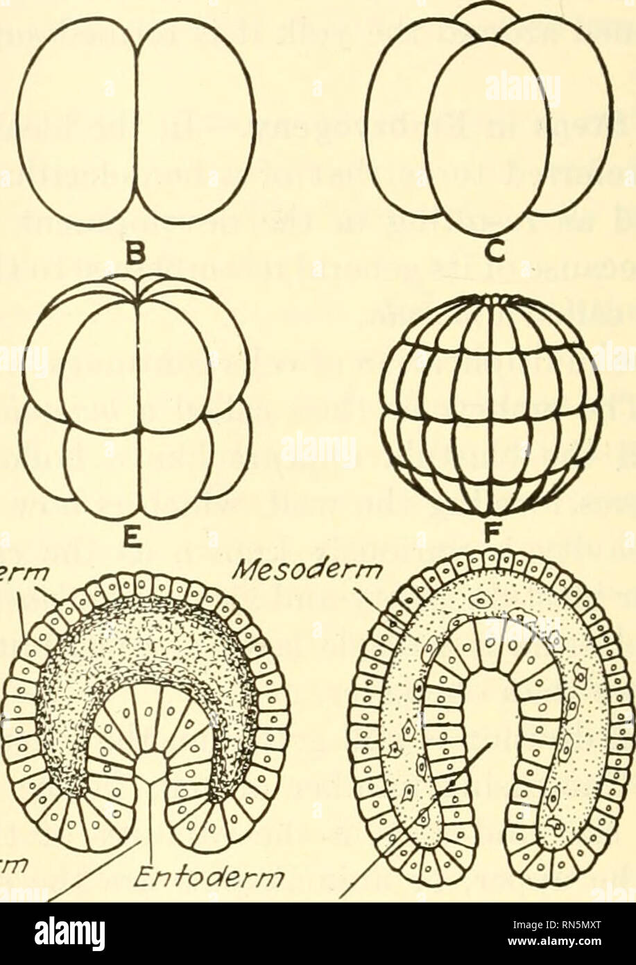 Blastocoel High Resolution Stock Photography and Images - Alamy
