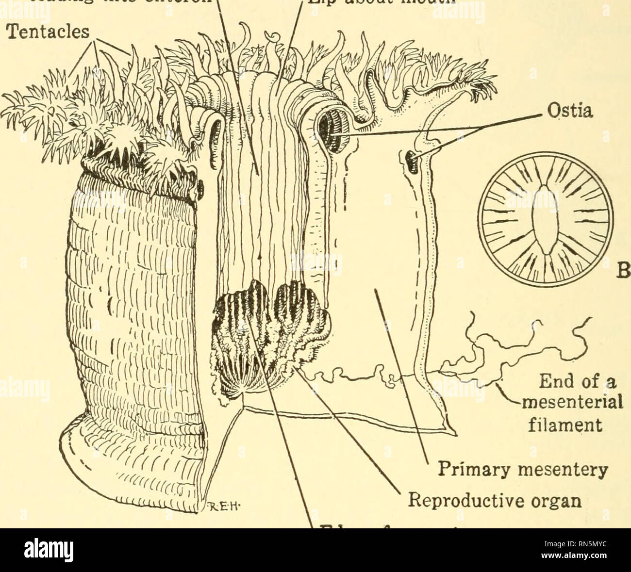 Nematocyst bearing hi-res stock photography and images - Alamy