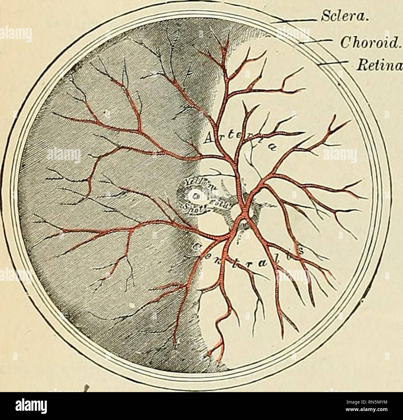 . Anatomy, descriptive and applied. Anatomy. 1100 THE ORGANS OF SPECIAL ...