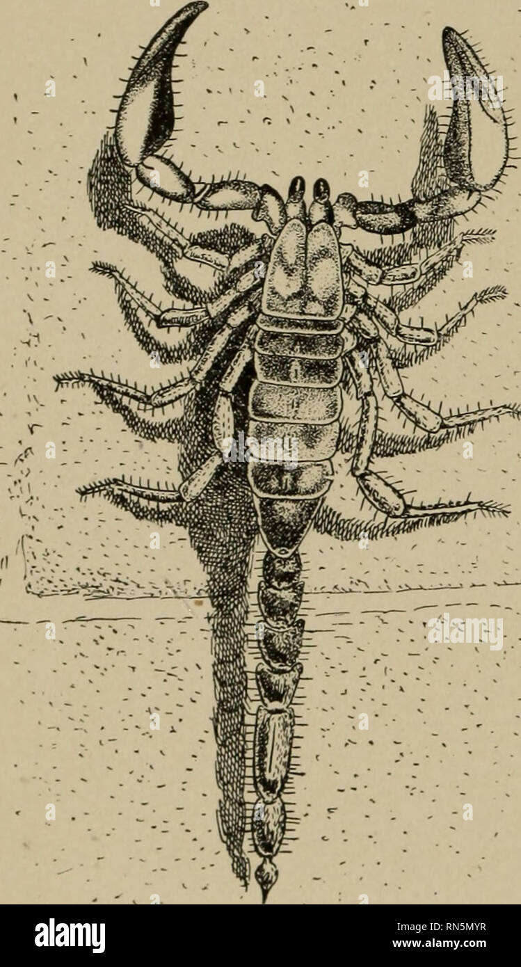 . Animal forms; a second book of zoology. Zoology. 134 ANIMAL FORMS ...