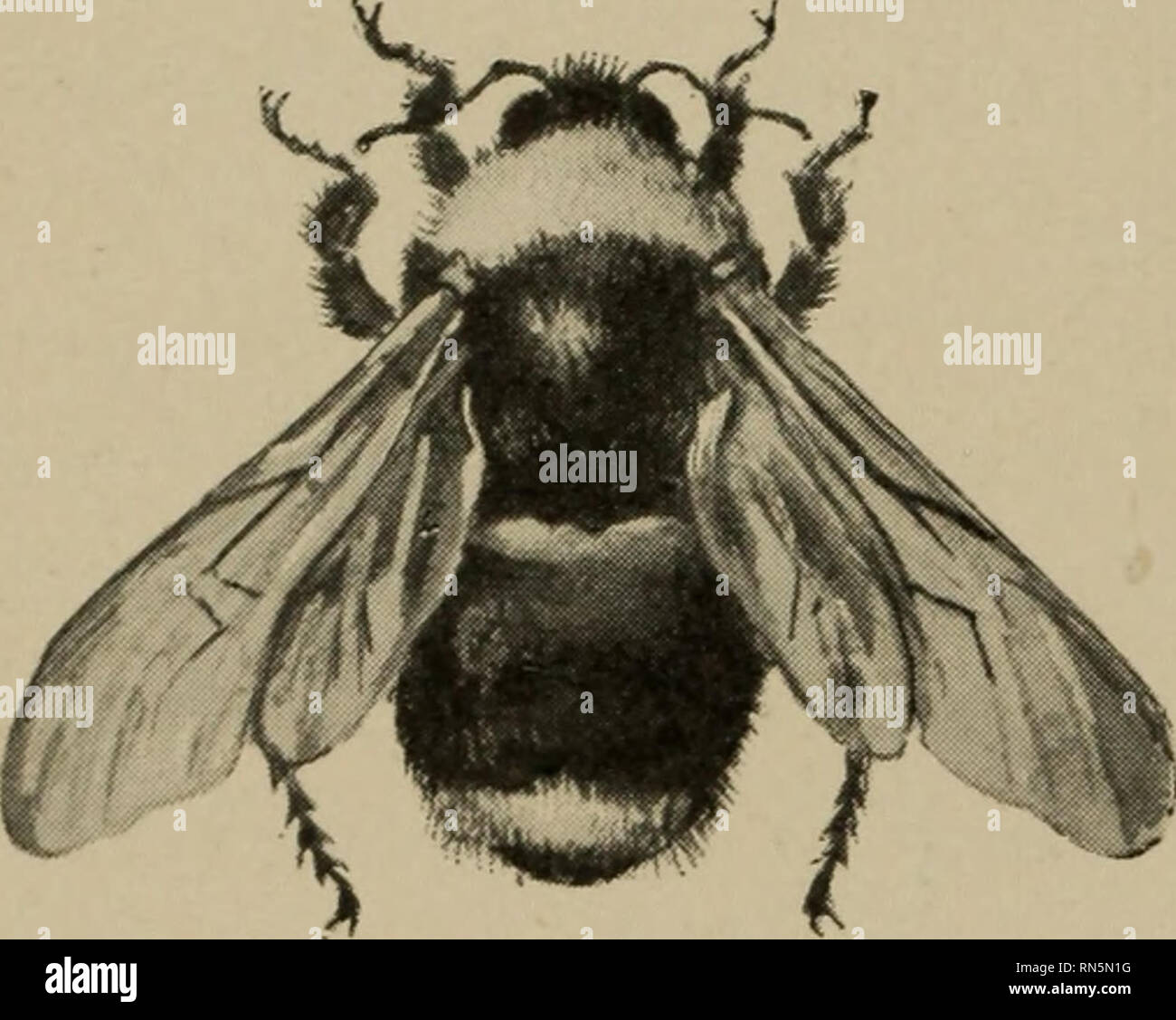 Revive a bee hi-res stock photography and images - Alamy