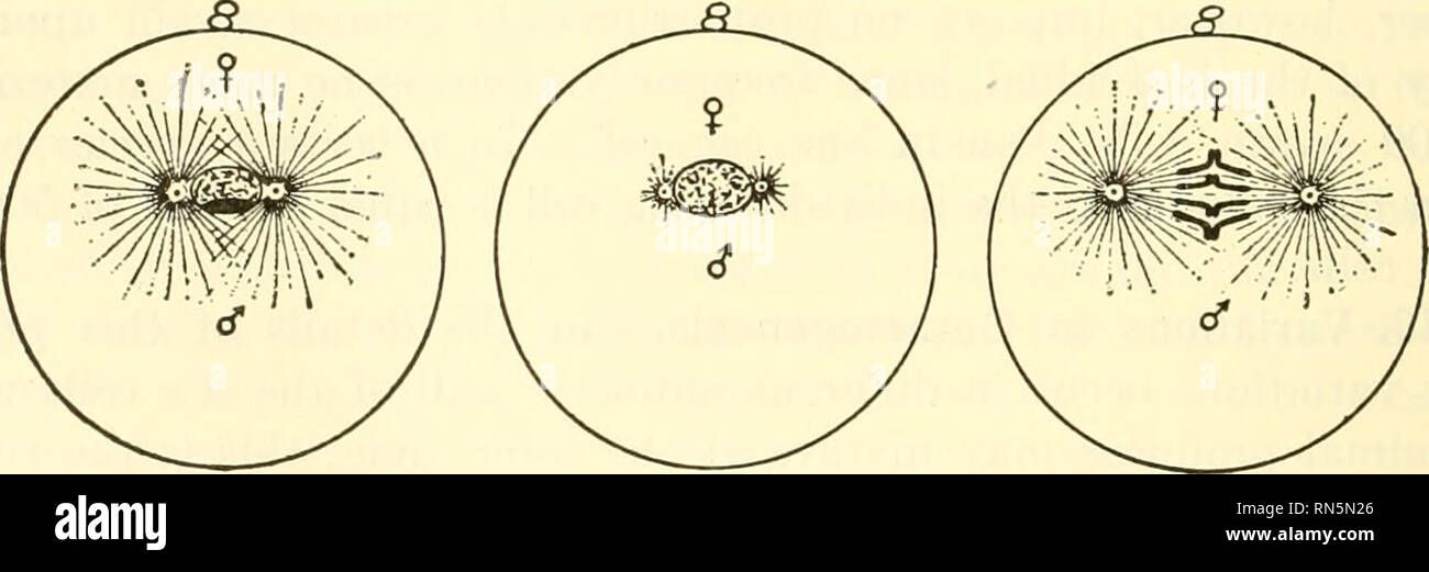 . Animal biology. Zoology; Biology. B. D E p Fig. 46.— Diagrams showing ...