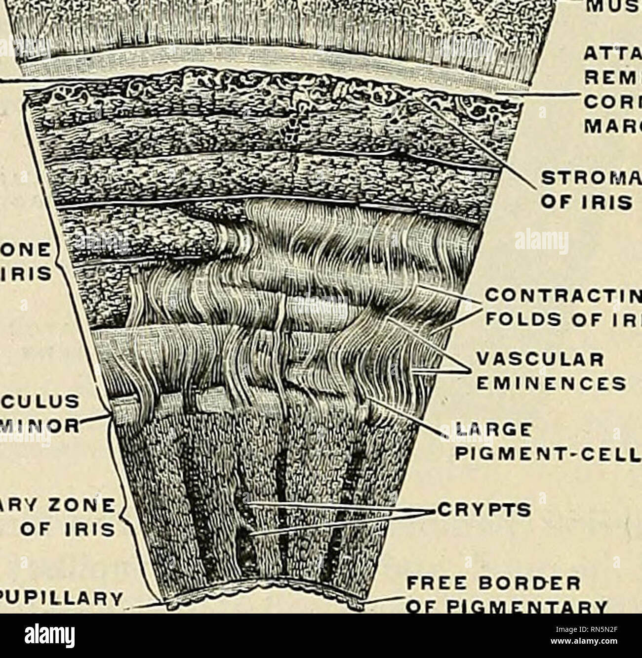 . Anatomy, descriptive and applied. Anatomy. 1098 THE ORGANS OF SPECIAL ...