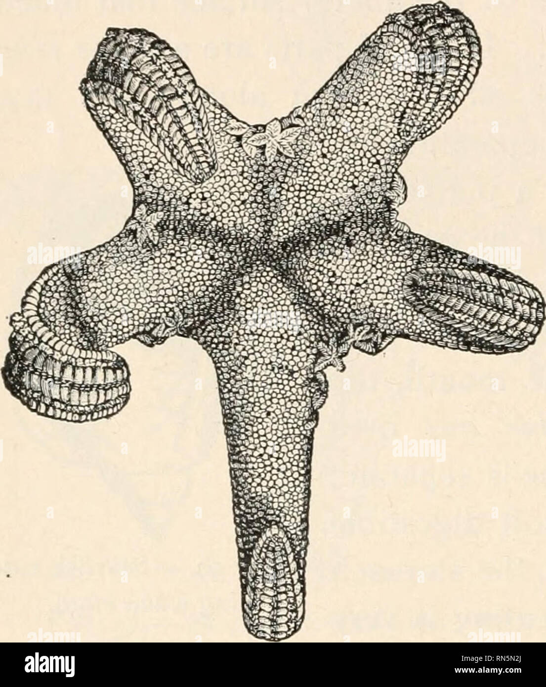 . Animal biology; Human biology. Parts II & III of First course in ...