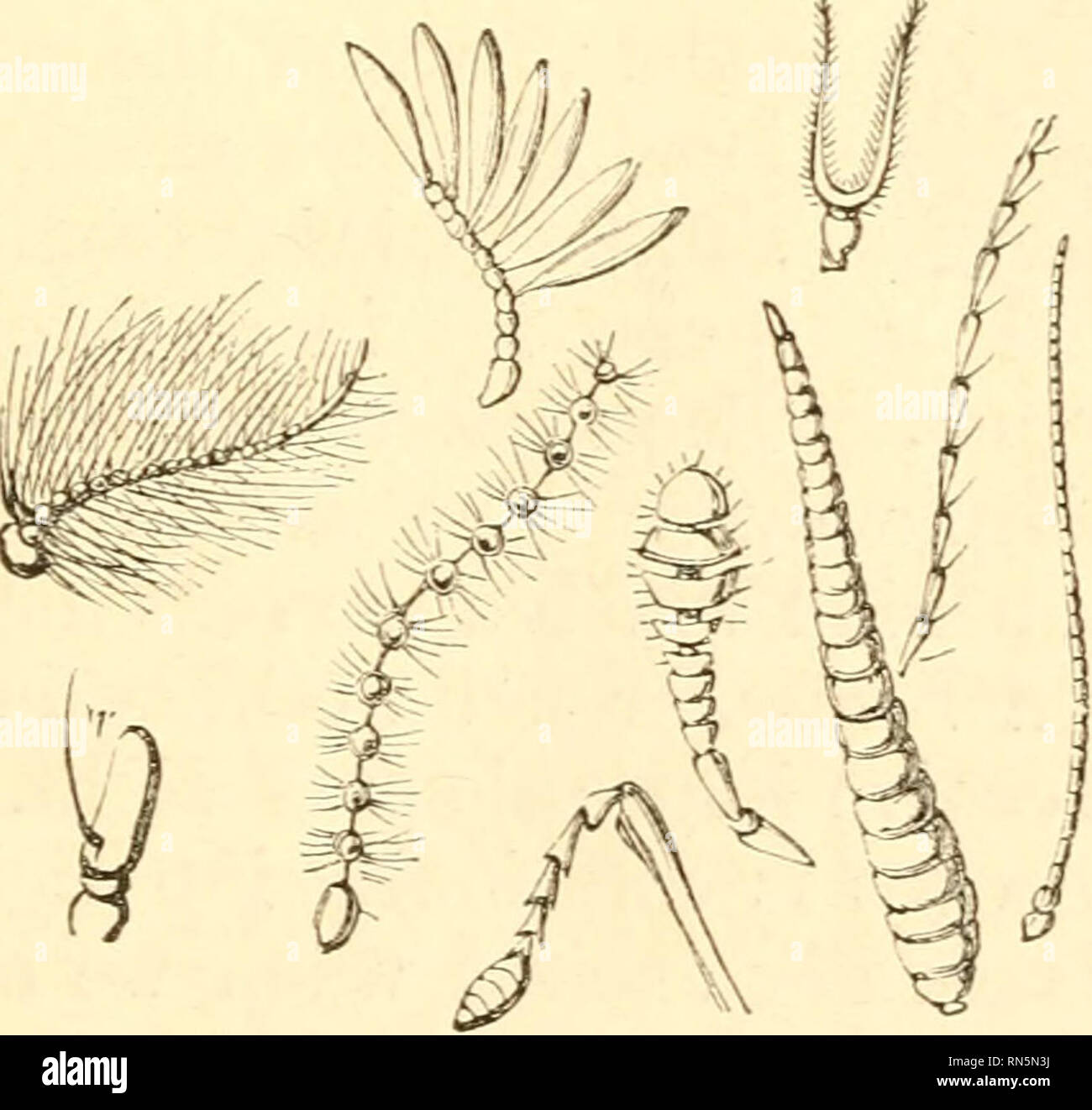 Matters zoology hi-res stock photography and images - Alamy