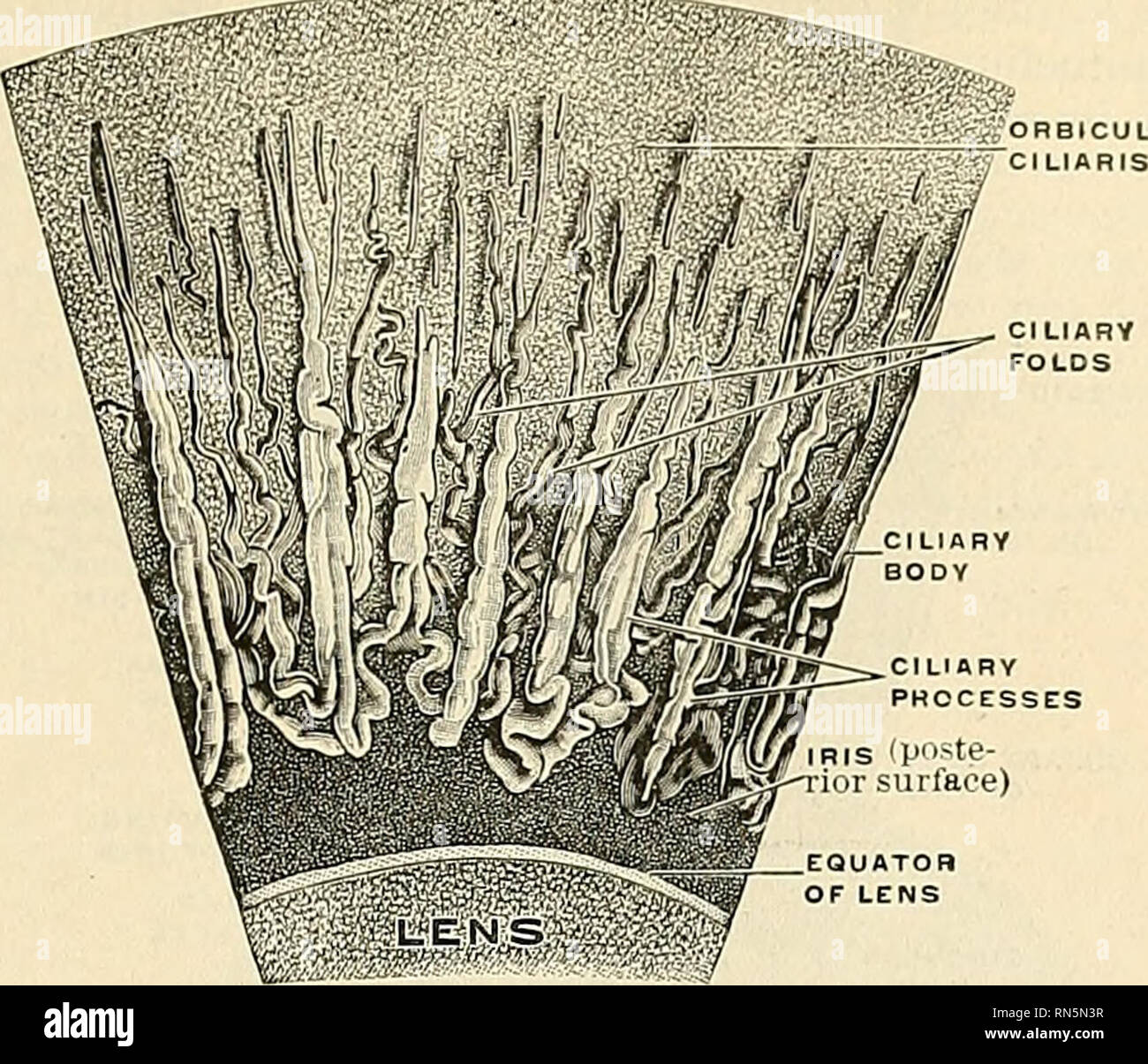 . Anatomy, descriptive and applied. Anatomy. THE CHOROID, CILIARY BODY ...