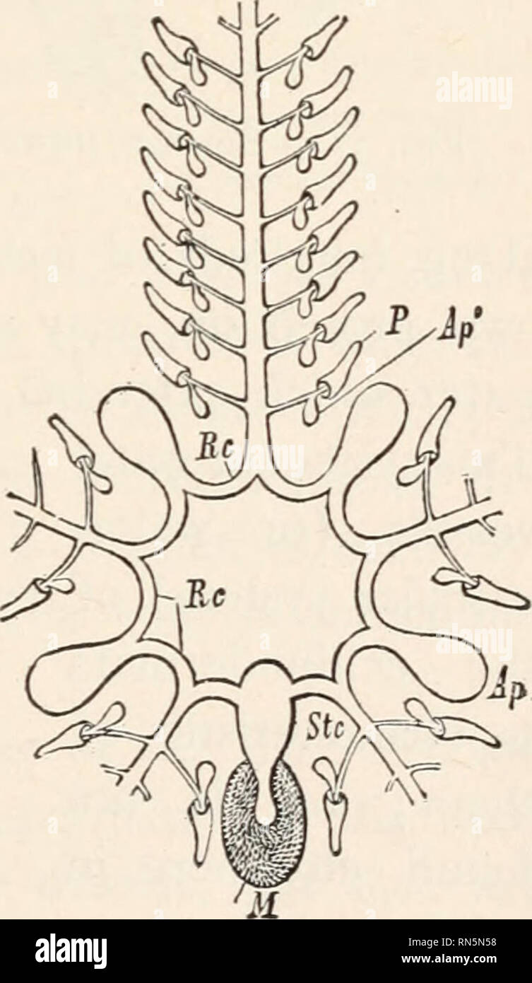 Human Bilateral Symmetry