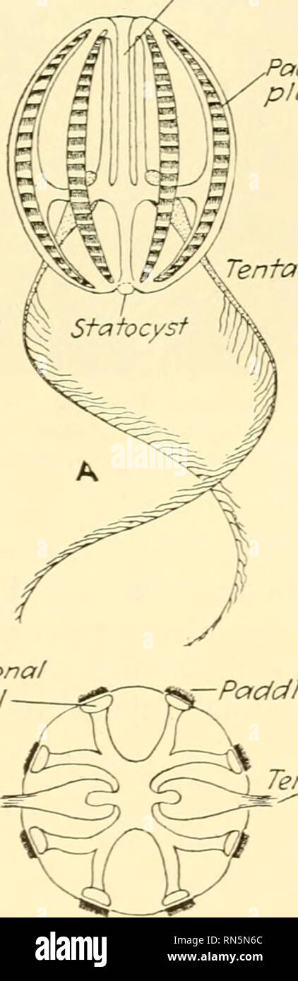 Phylum coelenterata hi-res stock photography and images - Alamy