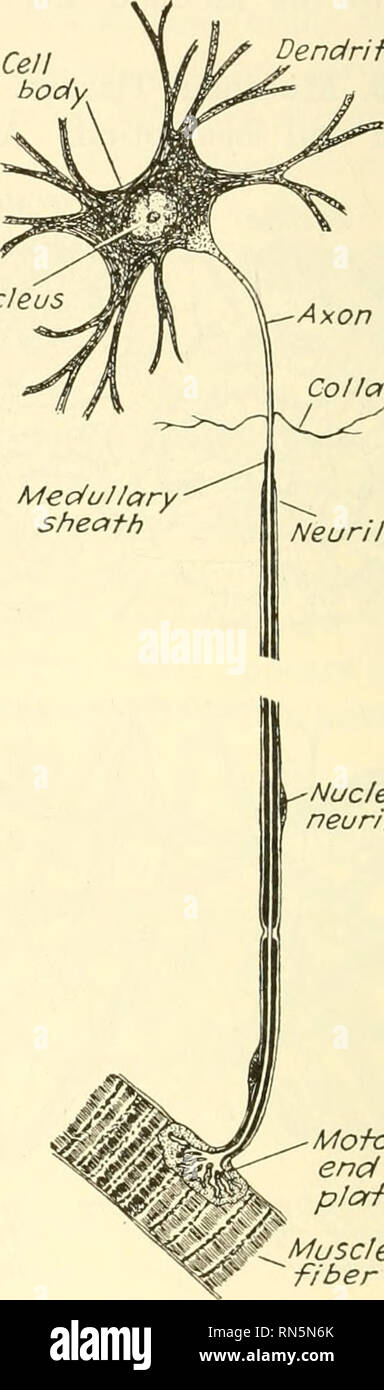 Three types of muscle fibers hi-res stock photography and images - Alamy