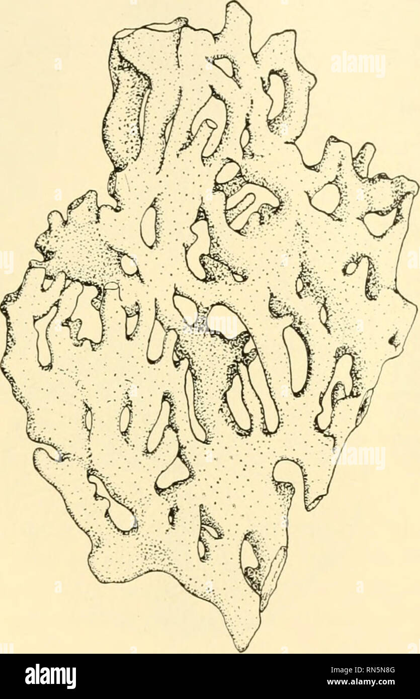 . Animal biology. Zoology; Biology. COELENTERA TES IN GENERAL 151 ...
