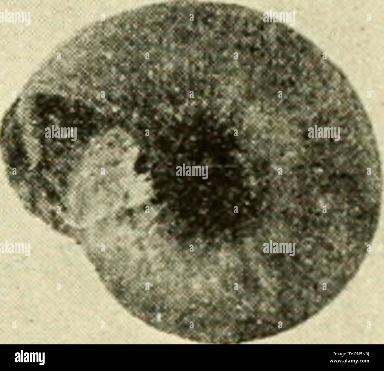 Spirobolus hi-res stock photography and images - Alamy