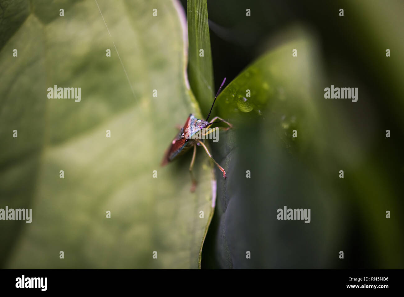 Colorful stink bug on a green leaf. Tsugaike, Hakuba, Nagano, Japan ...