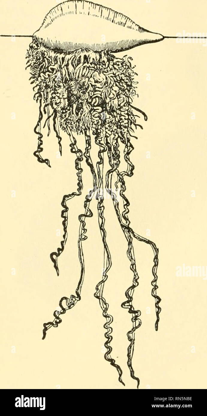 Male gonads hi-res stock photography and images - Alamy