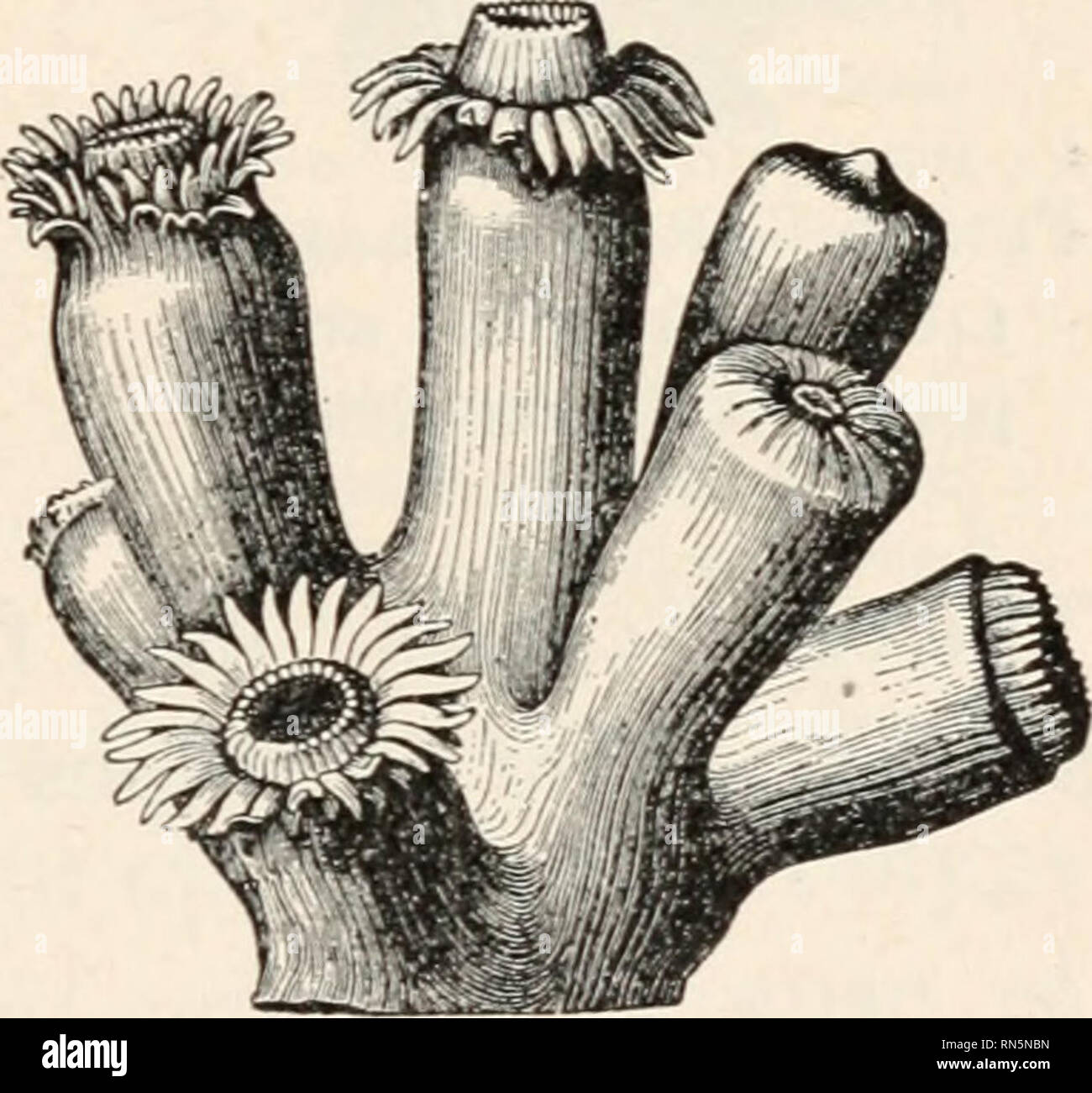 . Animal biology; Human biology. Parts II & III of First course in ...