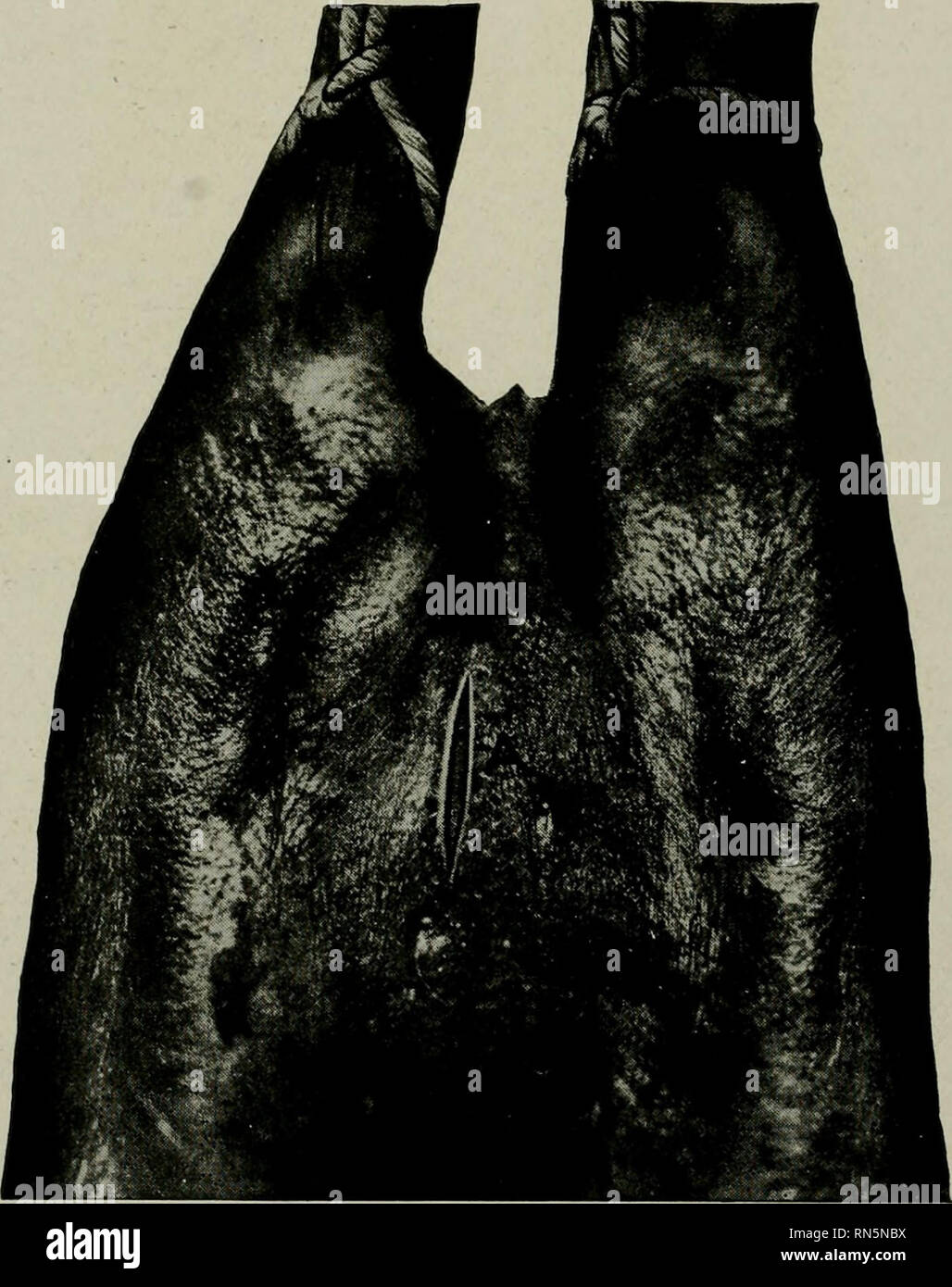 . Animal castration; a book for the use of students and practitioners ...