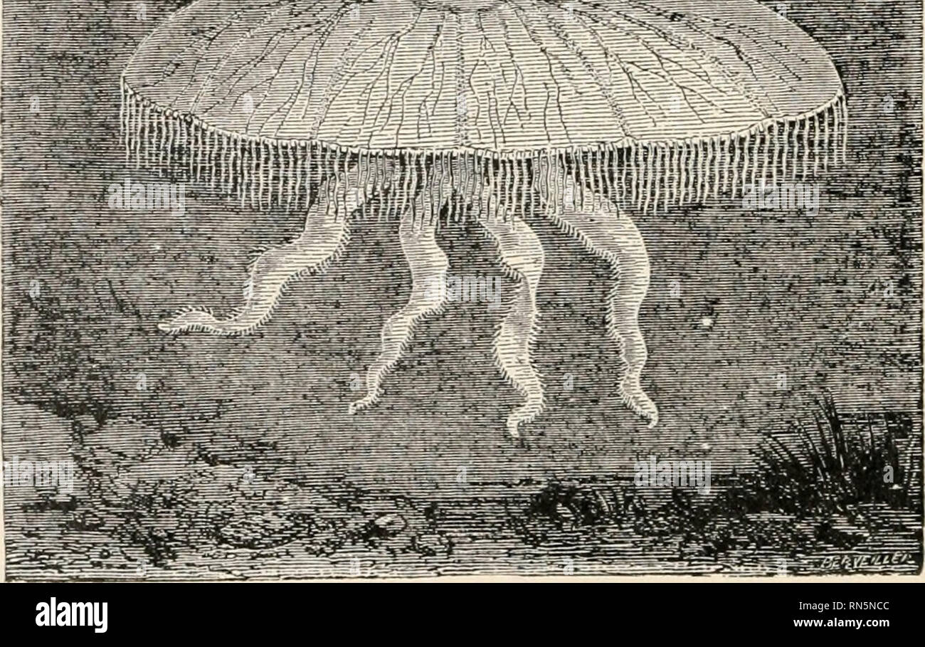 Medusa complex hi-res stock photography and images - Alamy