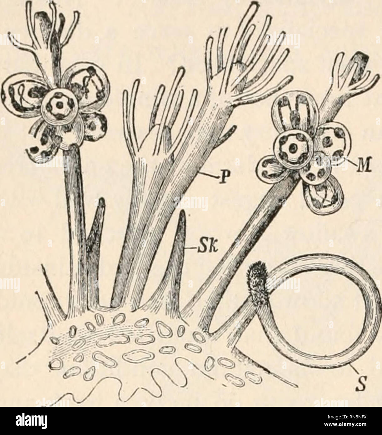 Hydra ls hi-res stock photography and images - Alamy