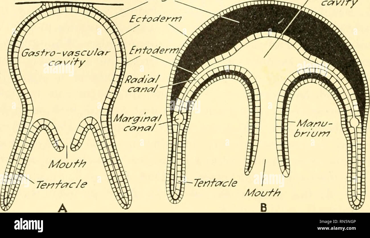 Phylum coelenterata hi-res stock photography and images - Alamy