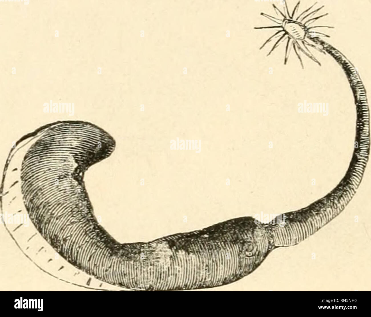 . The animal creation: a popular introduction to zoology. Zoology. 74 ...