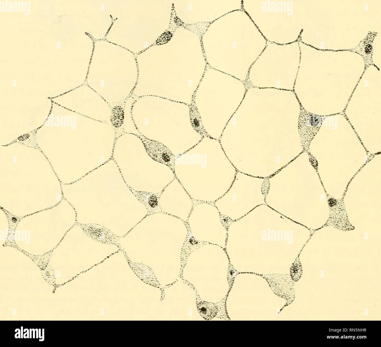 Extracellular digestion hi-res stock photography and images - Alamy