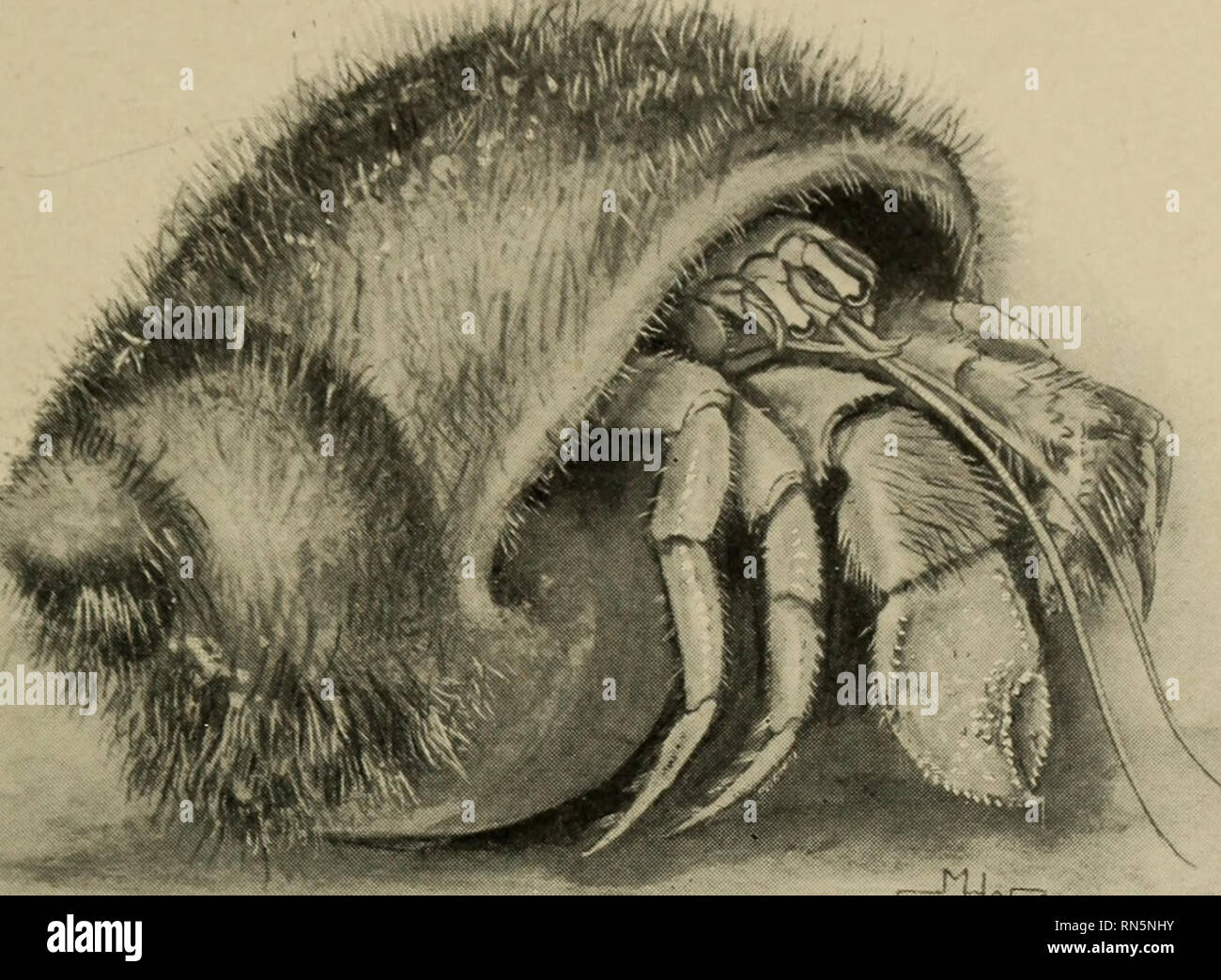 Nettle cells hi-res stock photography and images - Alamy