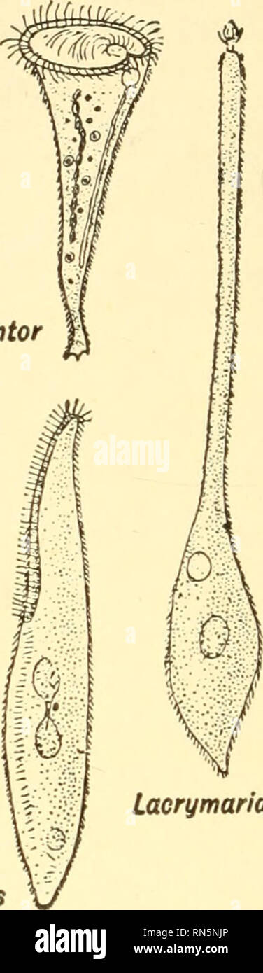 Spirostomum Cell