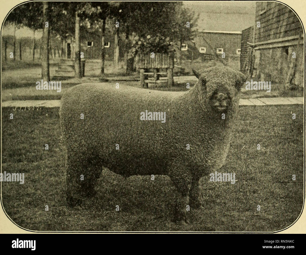 . Animal husbandry for schools. Livestock. Breeds of Sheep 207 ton ...