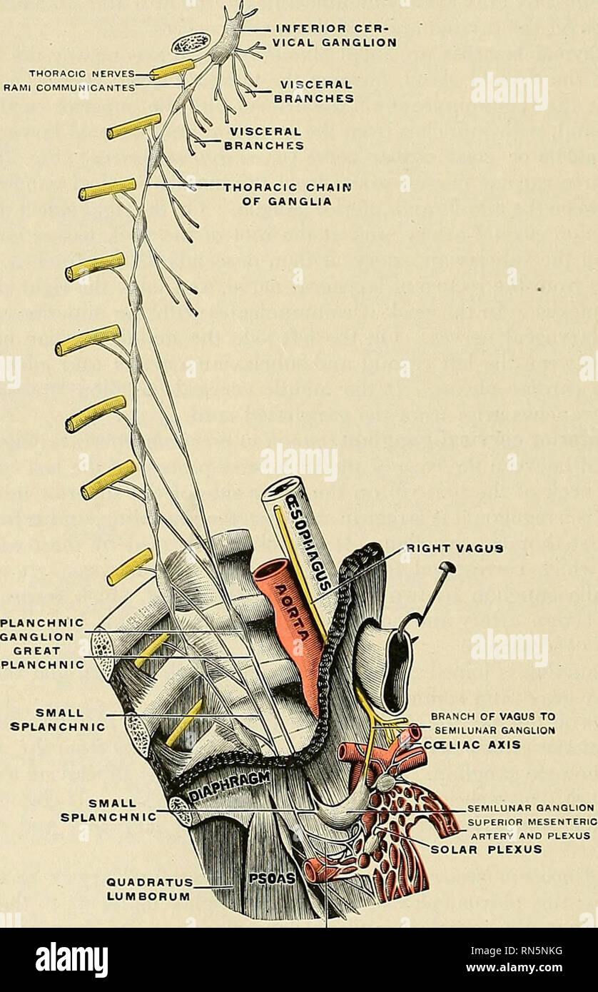 Palpebral Fissure Diagram
