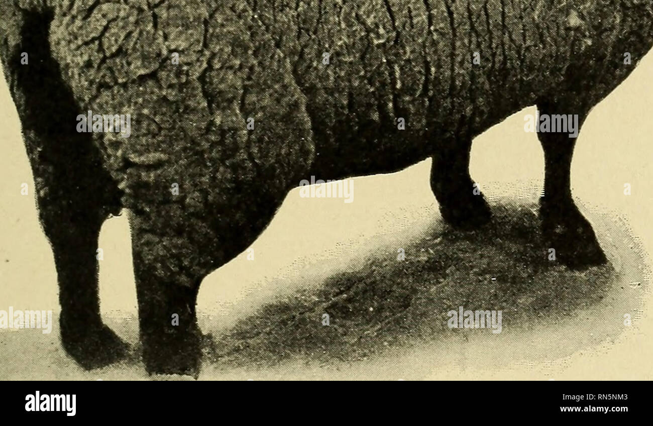 Cambridge sheep hi-res stock photography and images - Alamy