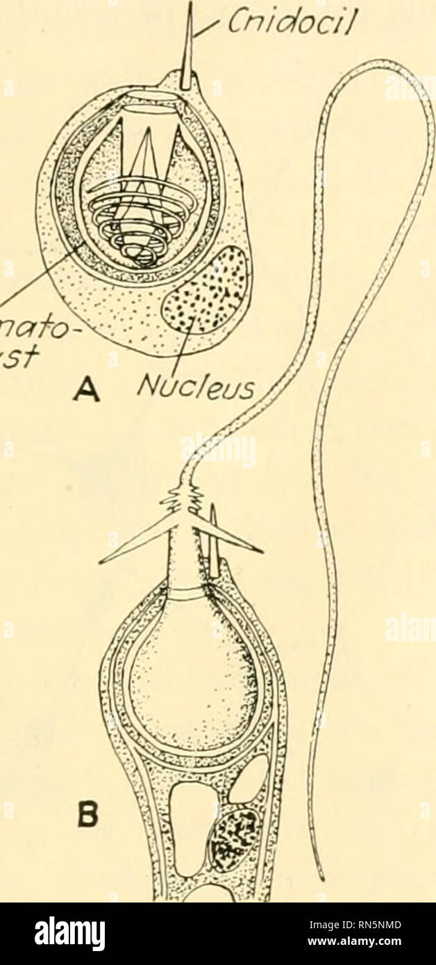 Diagram Of A Hydra Cell