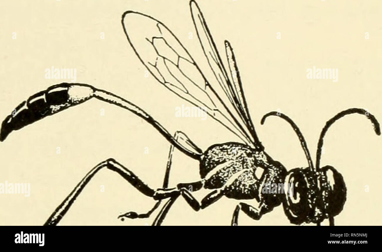 Epeolus High Resolution Stock Photography and Images - Alamy