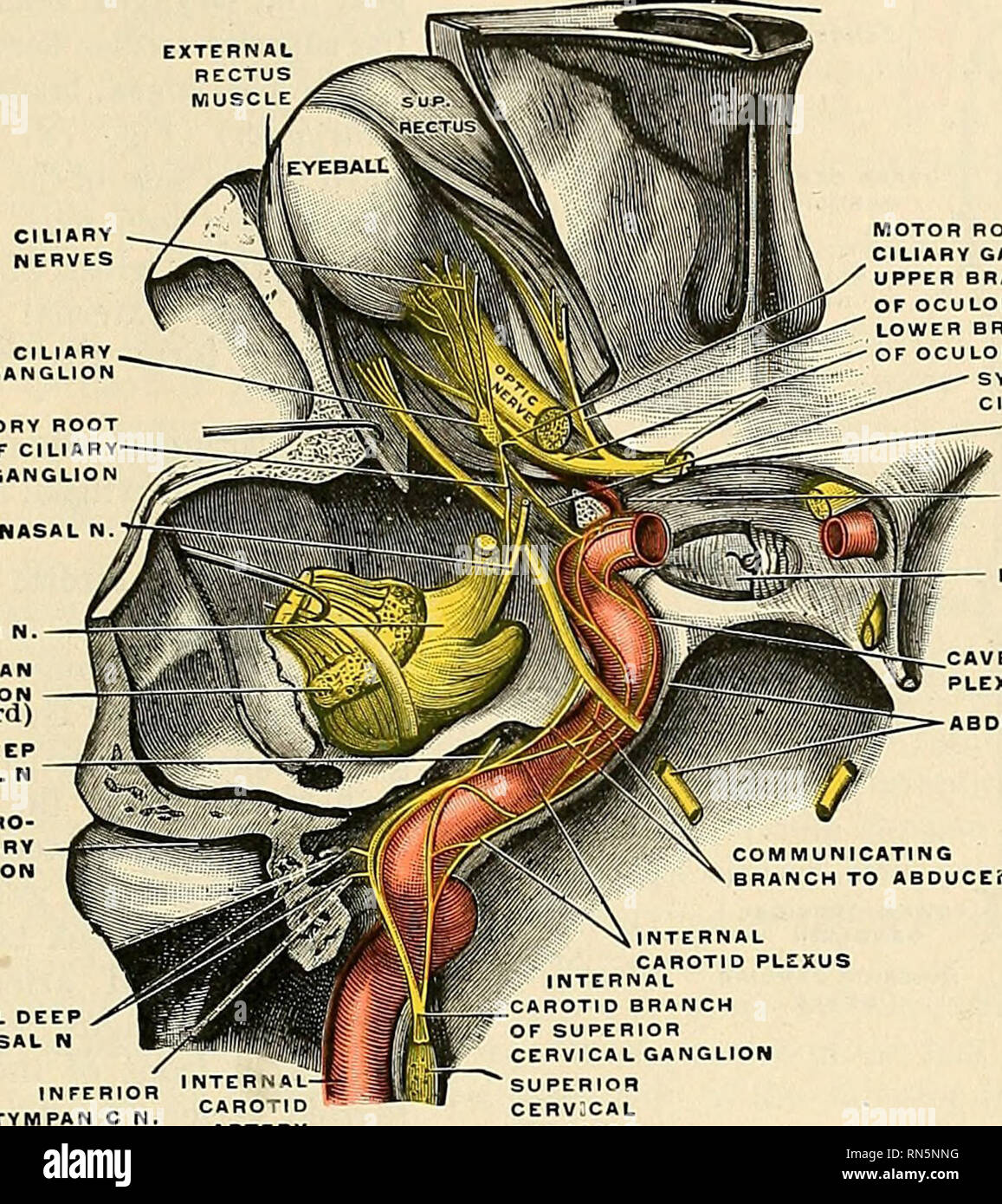 . Anatomy, descriptive and applied. Anatomy. CERVICOCEPHALIC PORTION OF ...