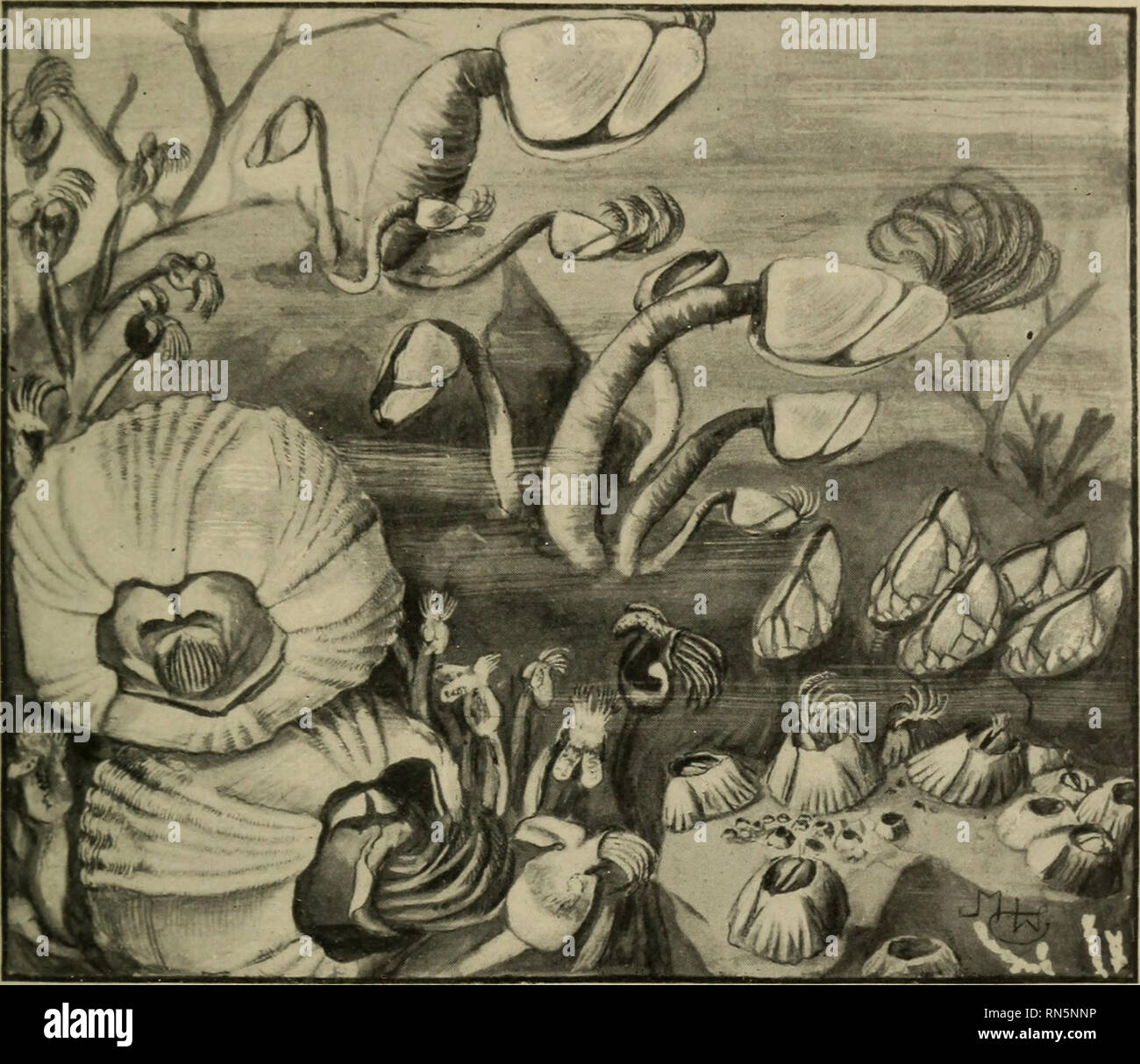 Barnacles Attach High Resolution Stock Photography and Images - Alamy