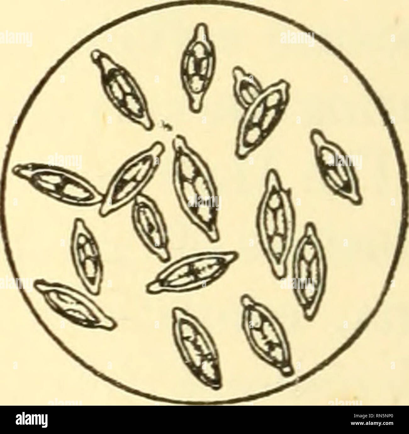 Sporozoites hi-res stock photography and images - Alamy