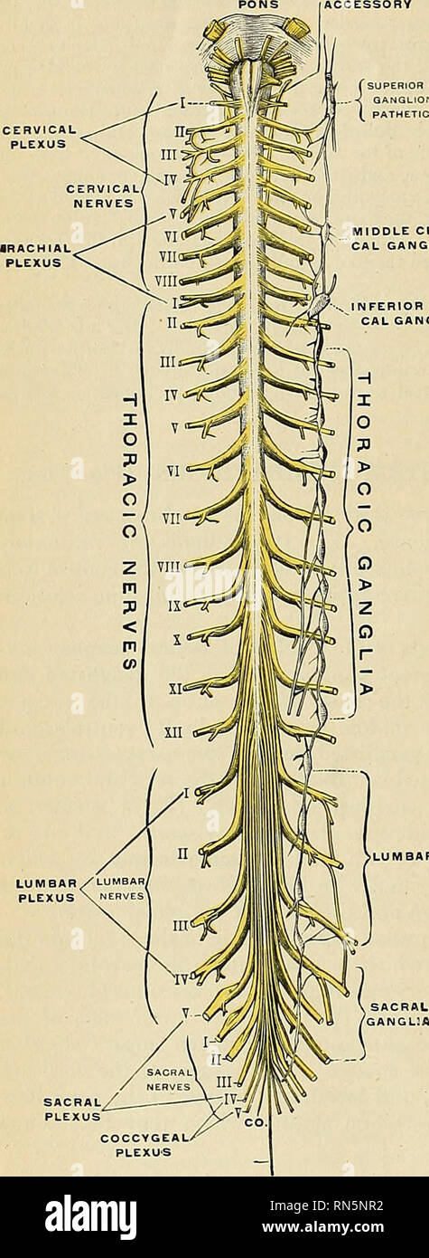 . Anatomy, descriptive and applied. Anatomy. 1064 THE NERVE SYSTEM ...
