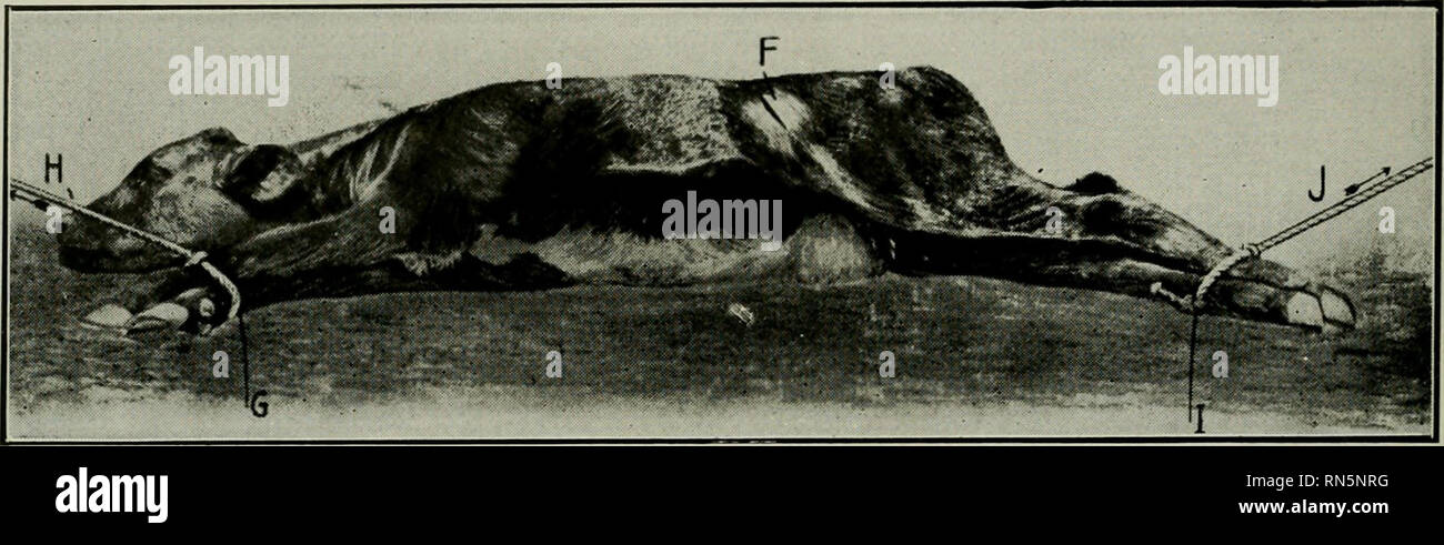 . Animal castration; a book for the use of students and practitioners ...