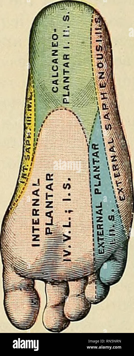 . Anatomy, descriptive and applied. Anatomy. Fig 784.—The plantar ...