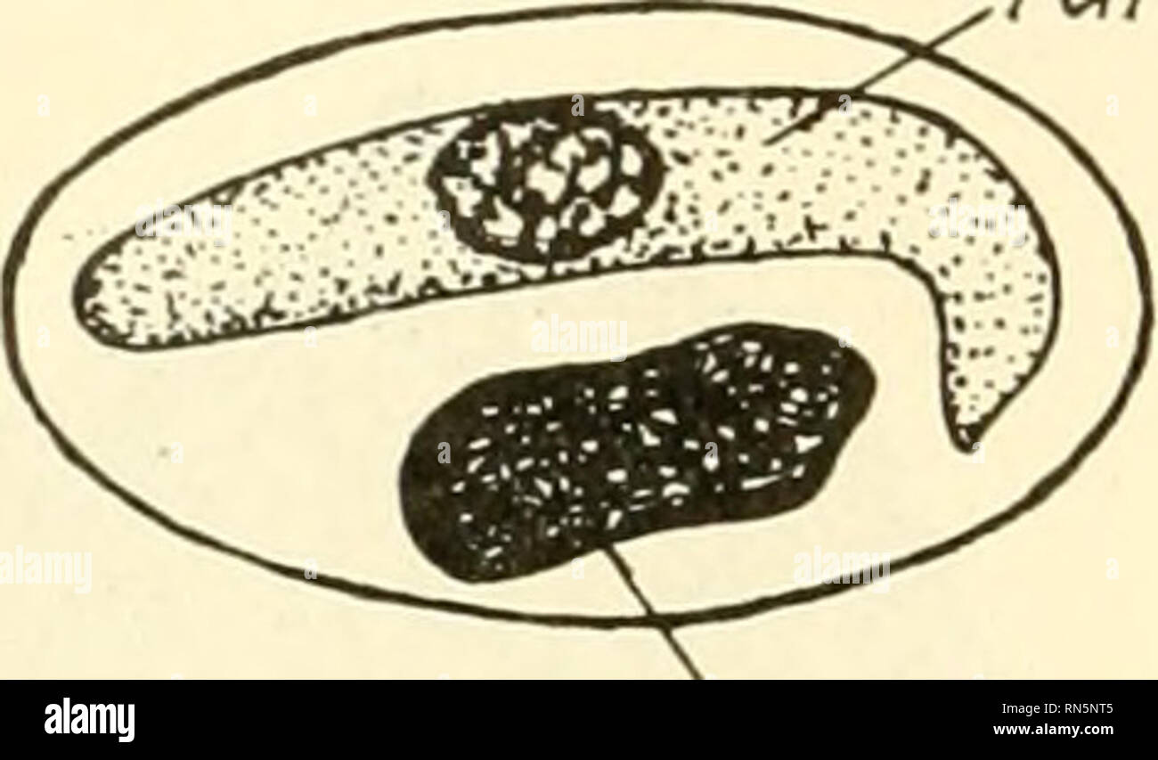 Sarcodina hi-res stock photography and images - Alamy