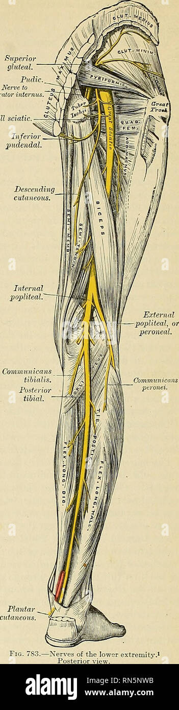 Saphenous nerve hi-res stock photography and images - Alamy