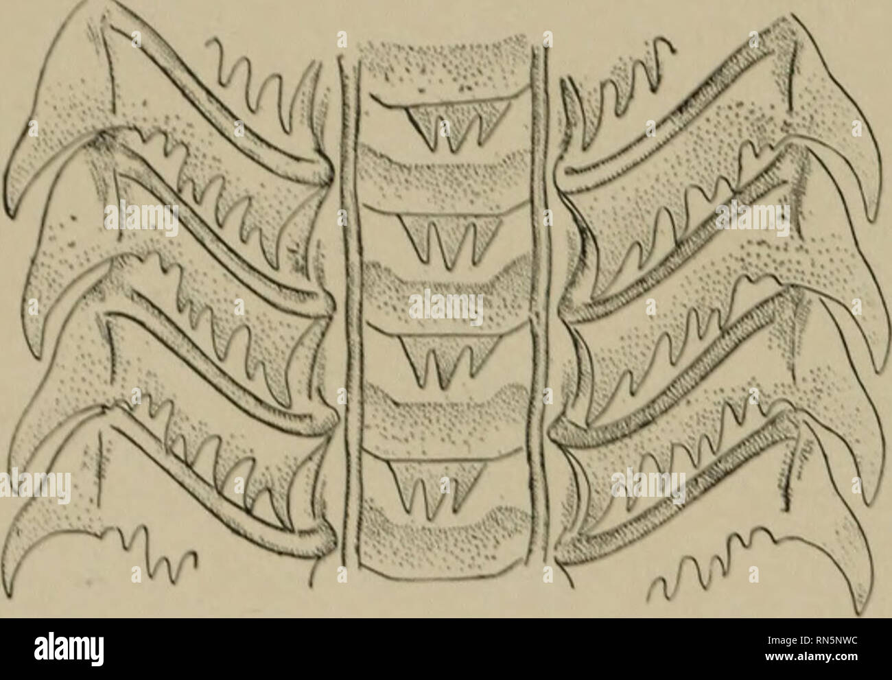 . Animal forms; a second book of zoology. Zoology. Si ANIMAL FORMS ...