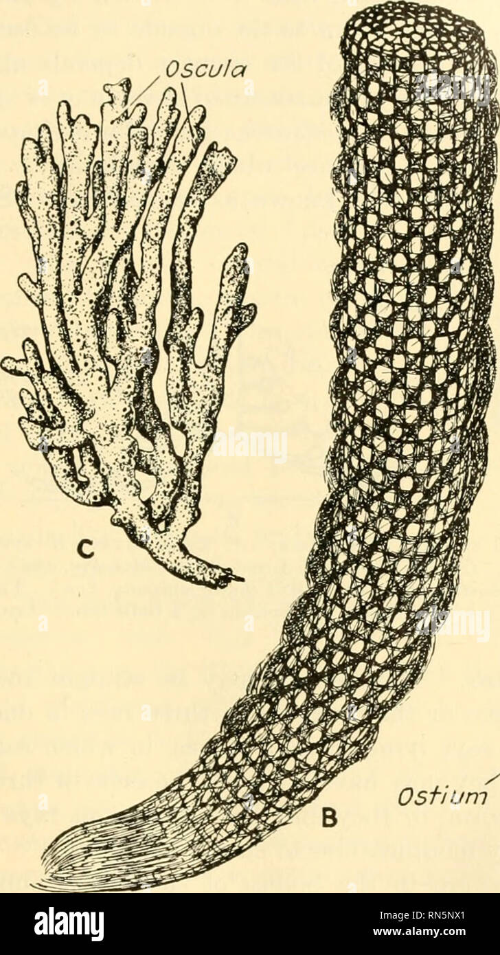 Sycon hi-res stock photography and images - Alamy